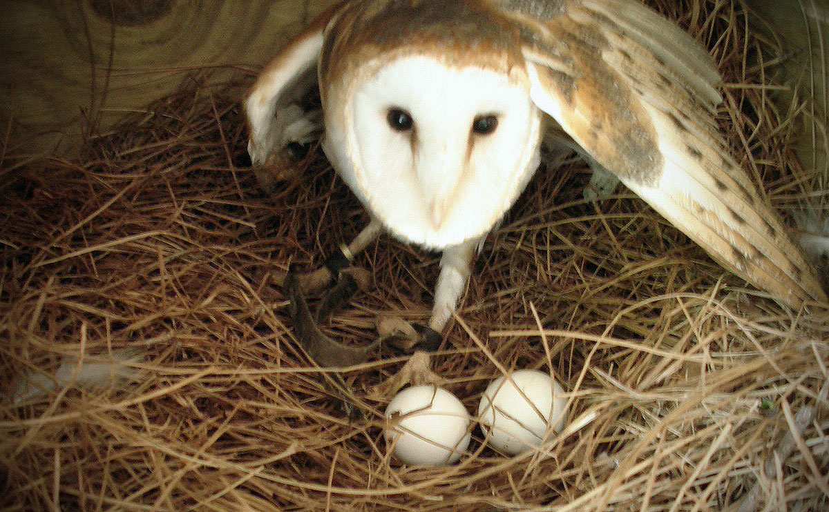 Reports of nesting barn owls on the rise - Greene County News Online